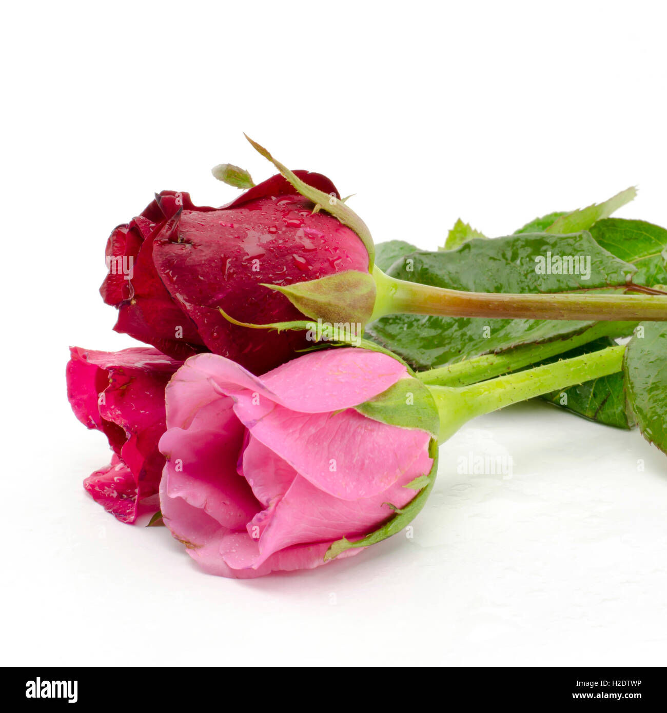 rose flower isolated on white Stock Photo - Alamy