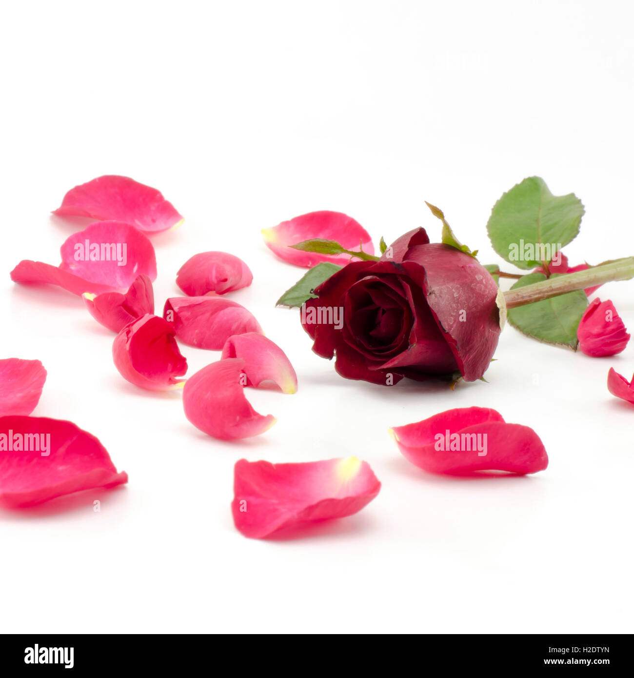 rose flower isolated on white Stock Photo - Alamy