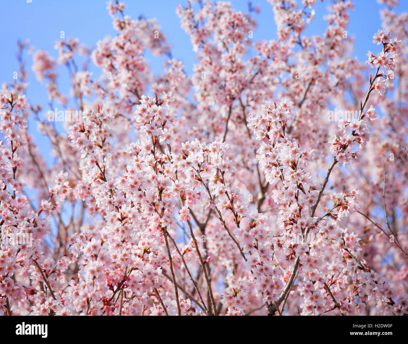 Cherry tree in Japan Stock Photo - Alamy