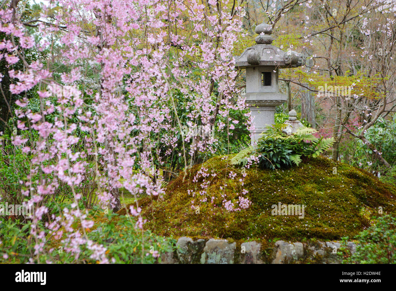Sakura in Japanese garden Stock Photo - Alamy