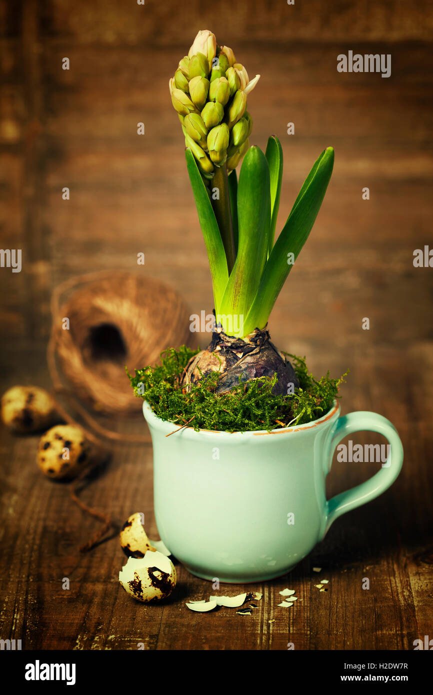 growing spring flower in a cup Stock Photo - Alamy