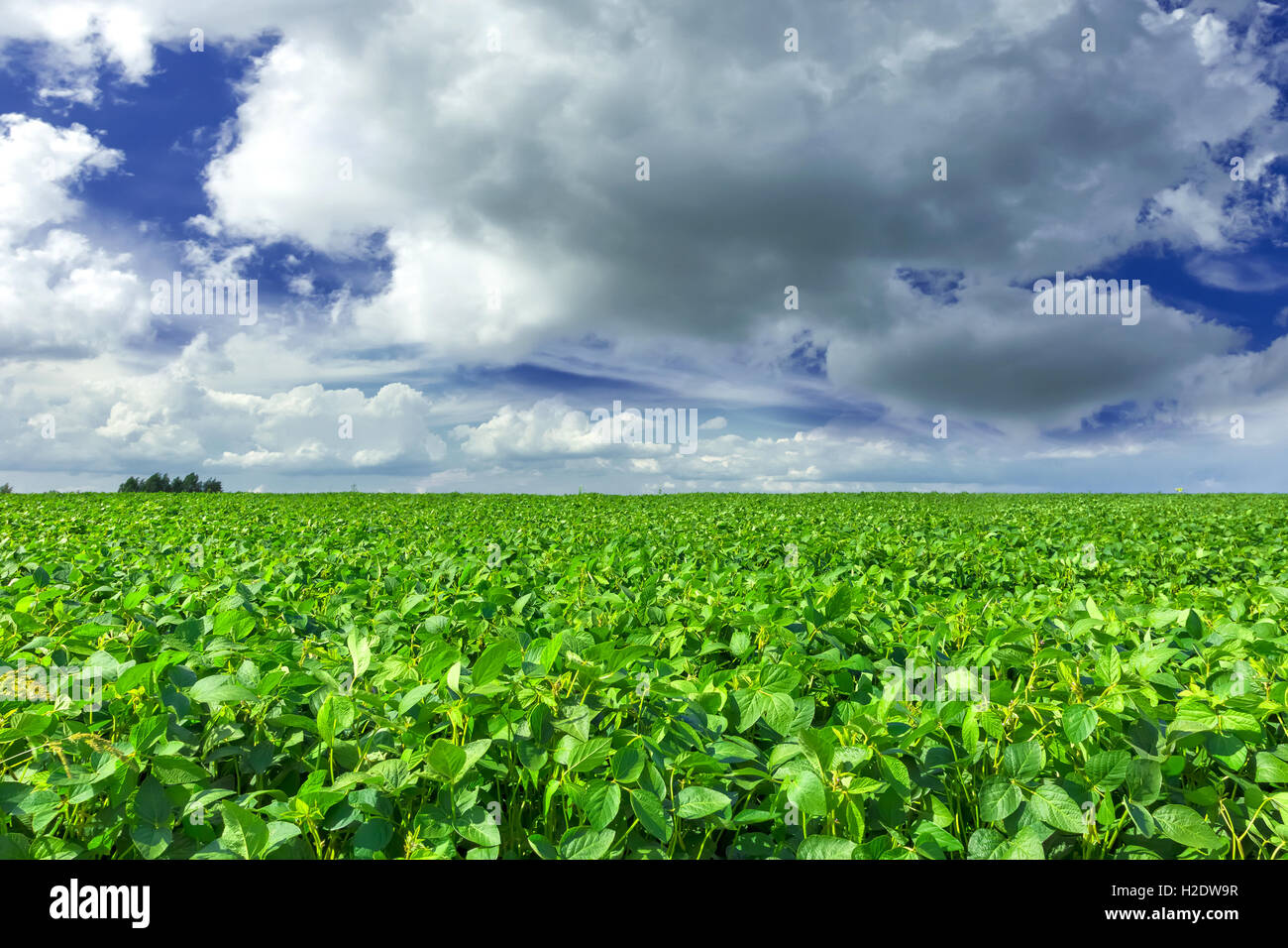 Soya bean plantation hi-res stock photography and images - Alamy