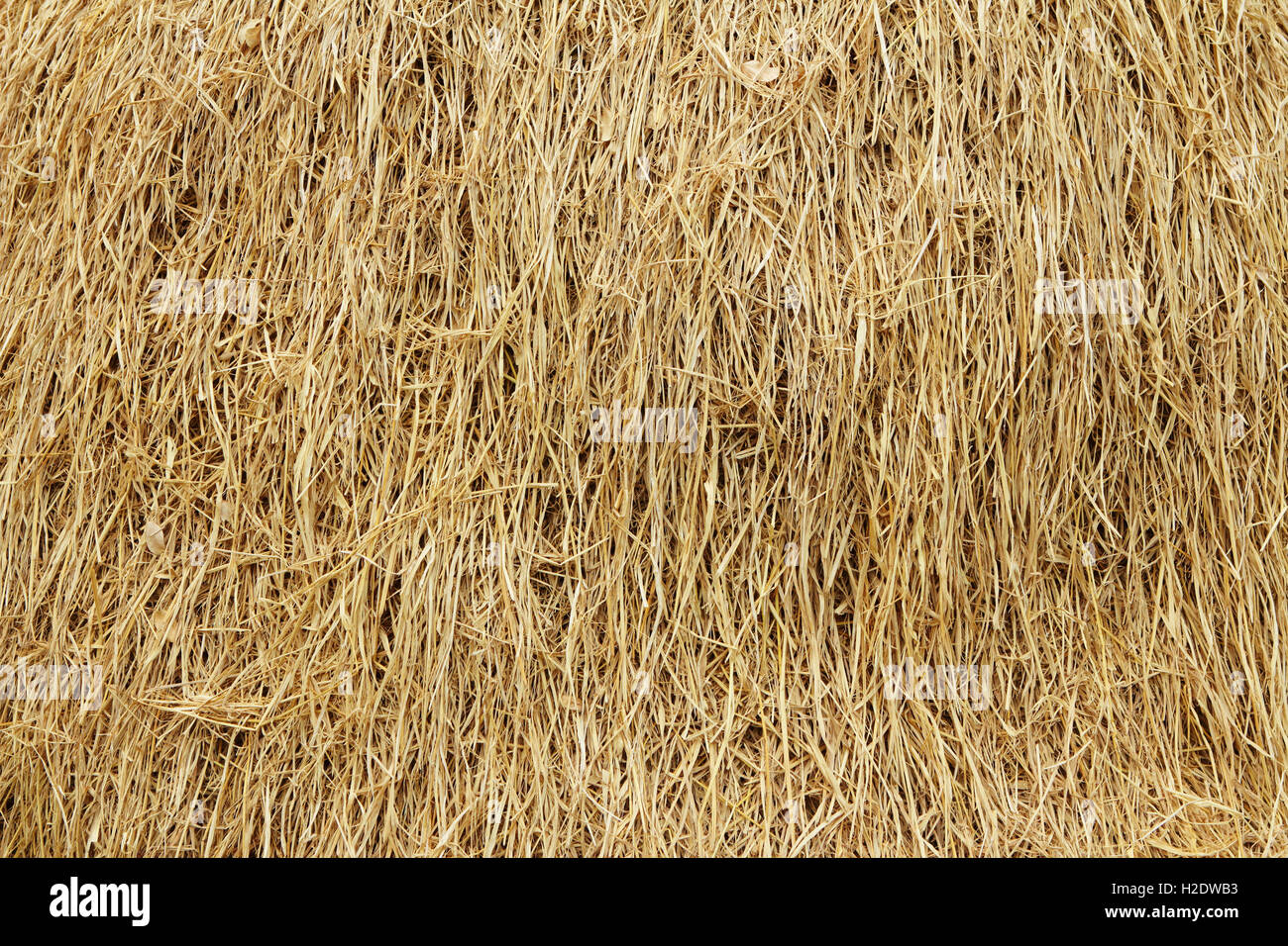 Reed roof hi-res stock photography and images - Alamy