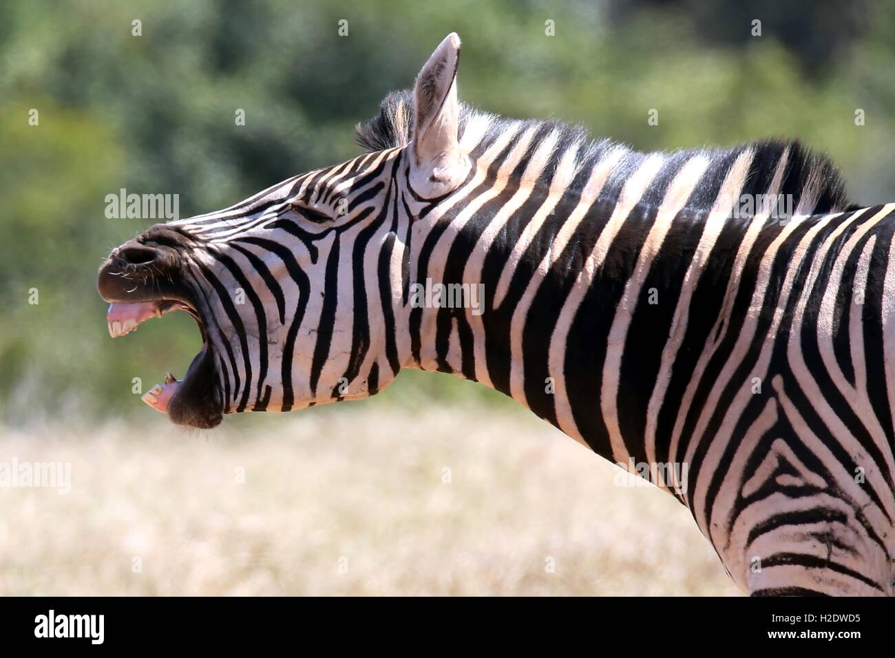 Zebra teeth hi-res stock photography and images - Alamy
