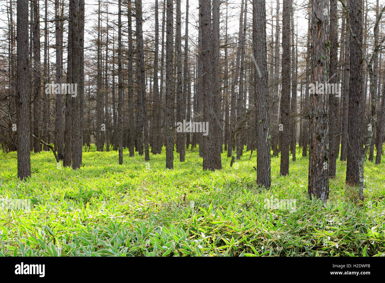 Pine tree forest Stock Photo - Alamy