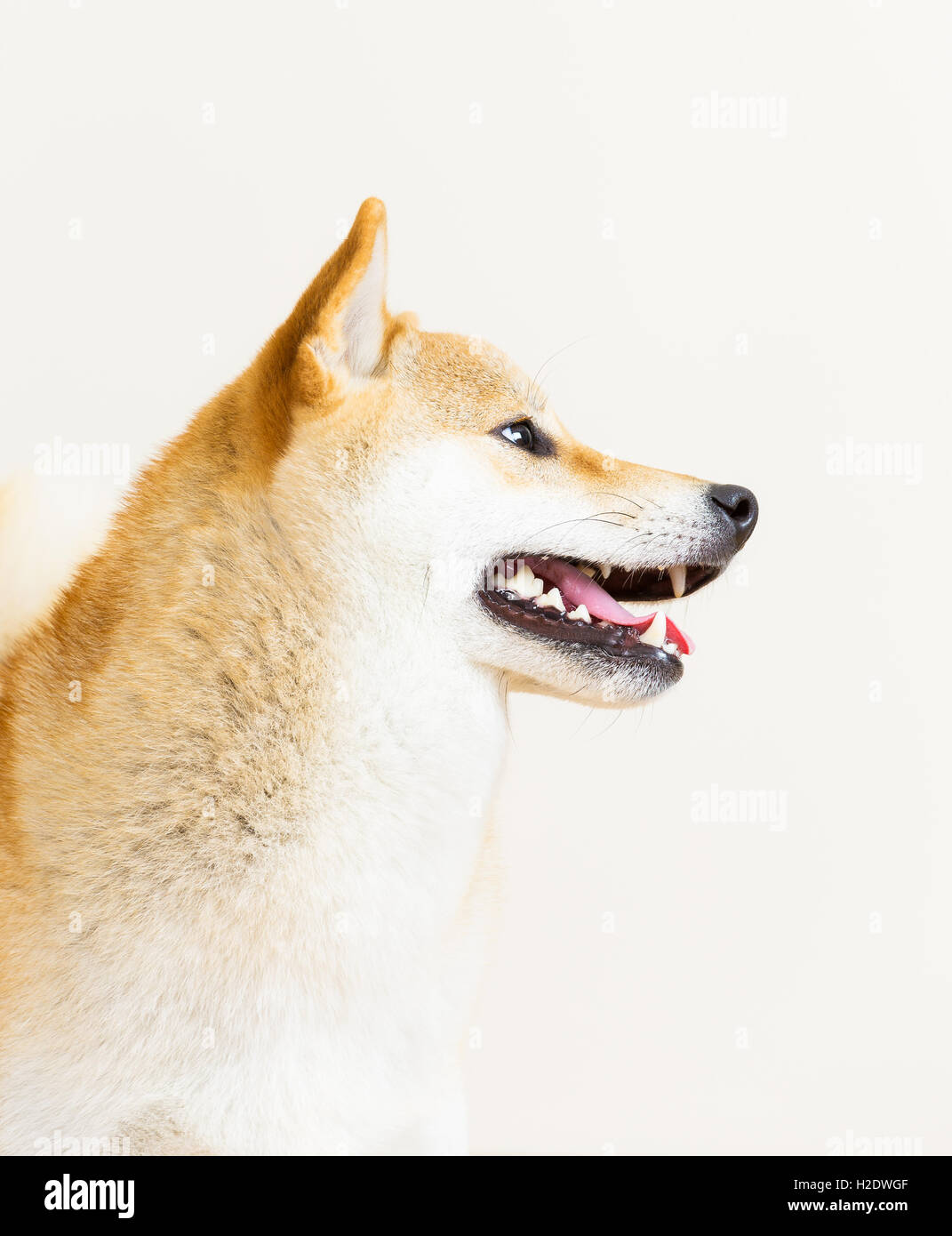 Shiba inu profile hi-res stock photography and images - Alamy