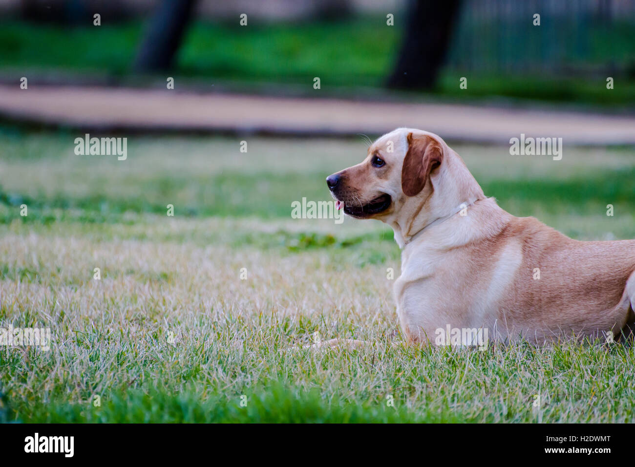 A Brown labrador in a grass field Stock Photo - Alamy