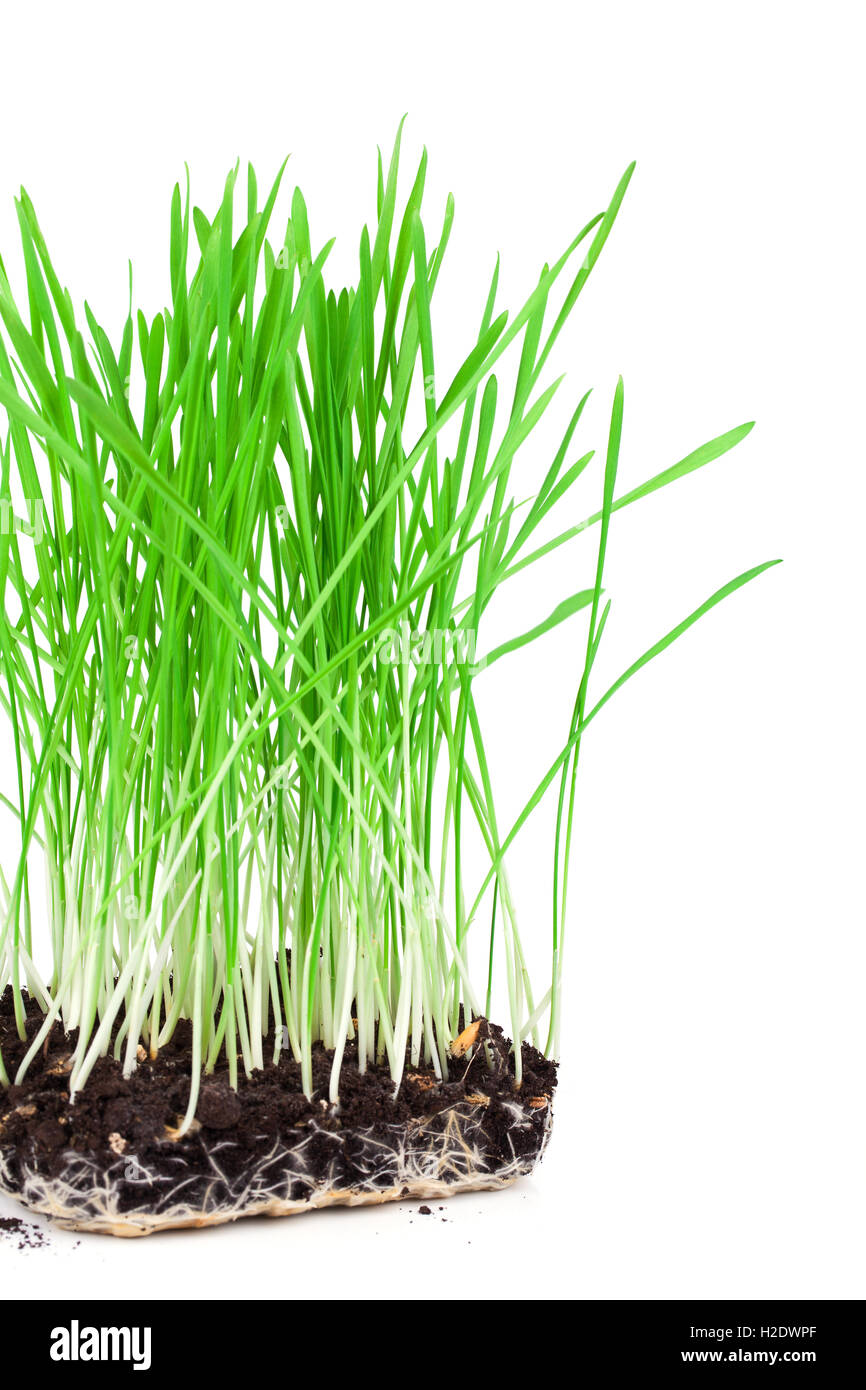 Prairie grass roots hi-res stock photography and images - Alamy