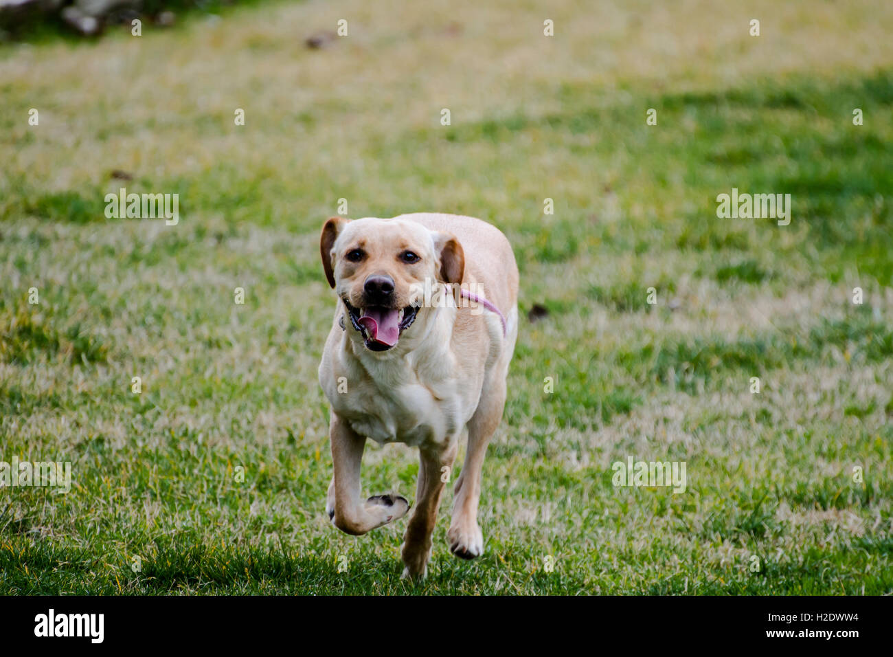 running.yellow labrador in the park in a grass field, autumn Stock ...