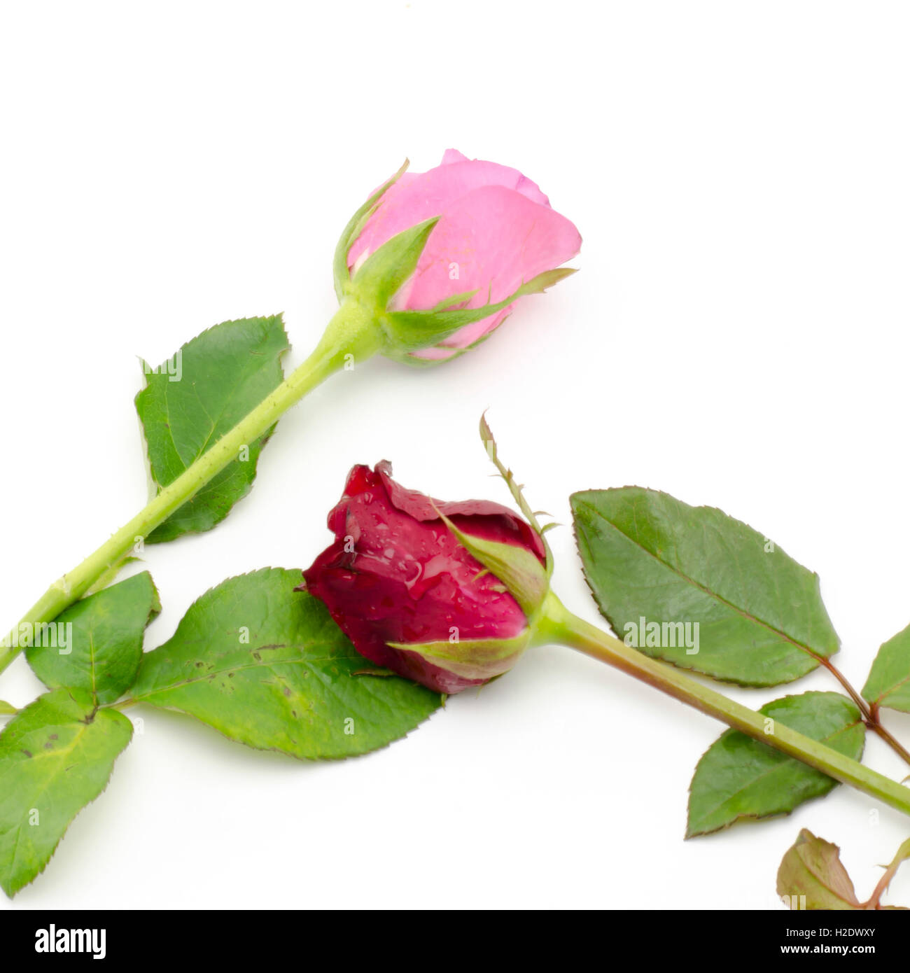 rose flower isolated on white Stock Photo - Alamy