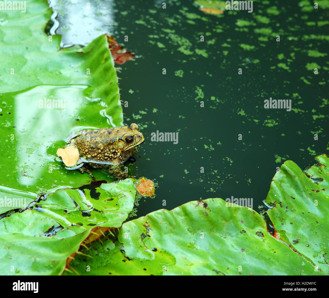 Frog in lake Stock Photo - Alamy
