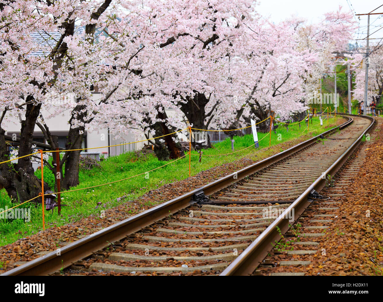 Sakura tree with railroad Stock Photo - Alamy