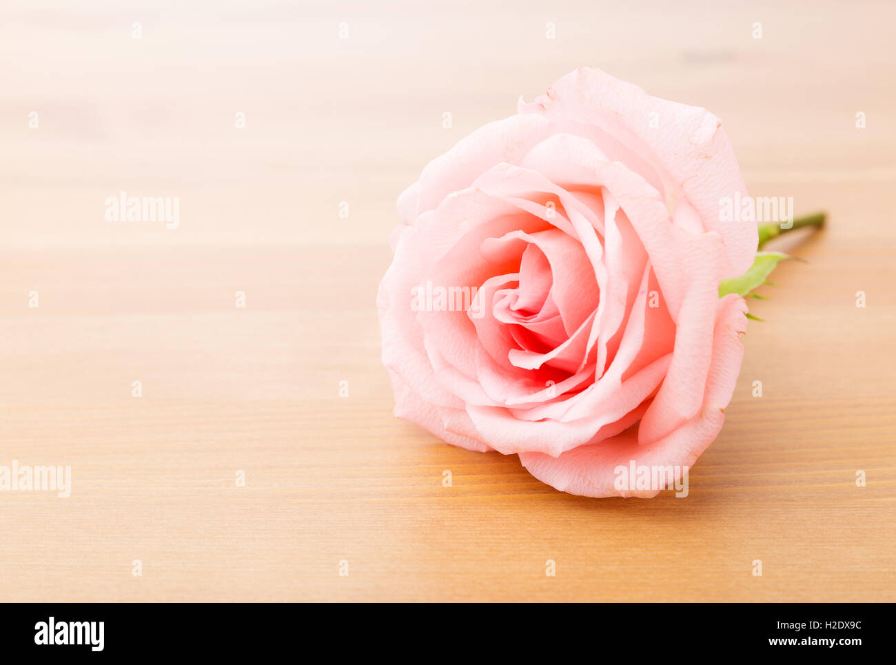Single rose on table Stock Photo - Alamy