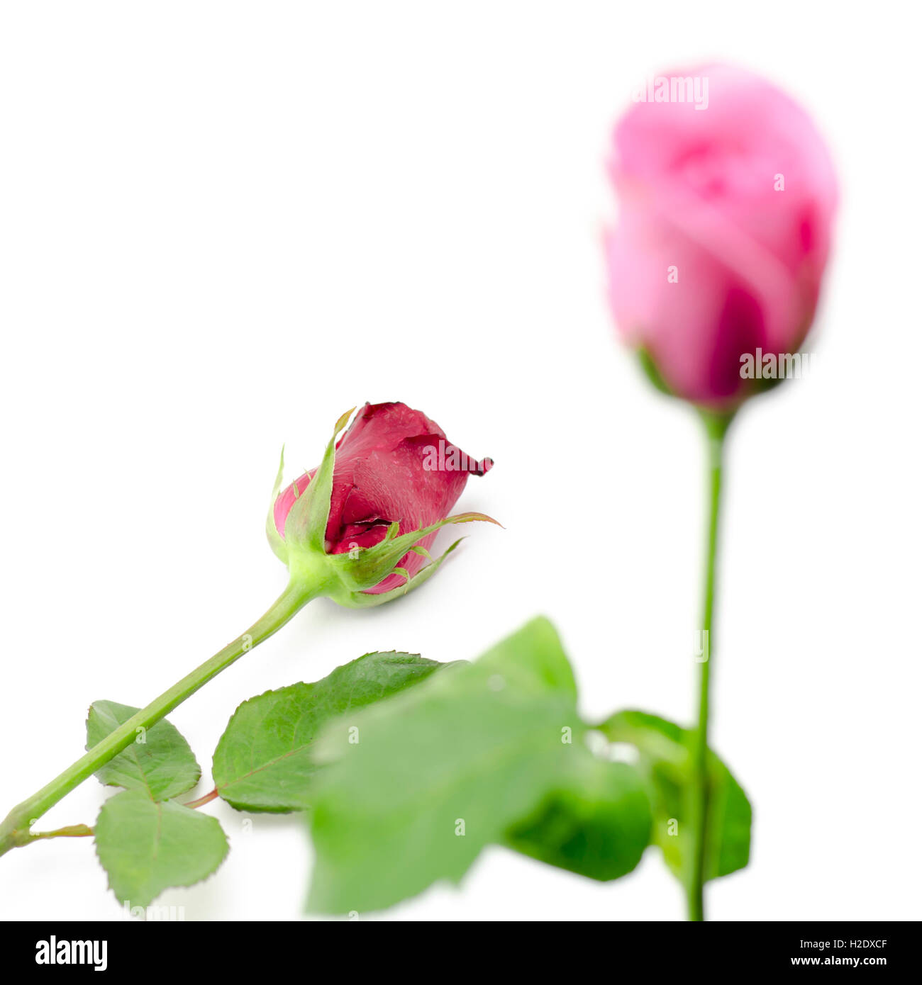 rose flower isolated on white Stock Photo - Alamy