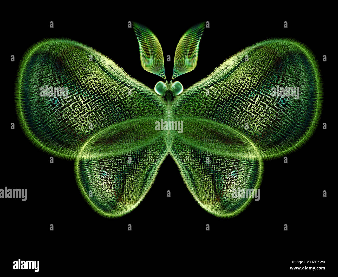 Green abstract butterfly hi-res stock photography and images - Alamy