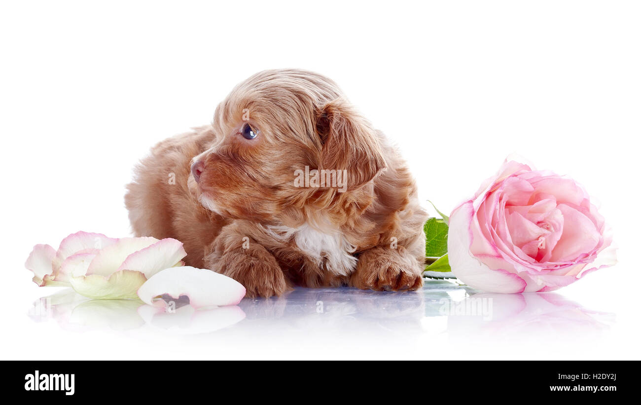 Puppy with a rose Stock Photo - Alamy