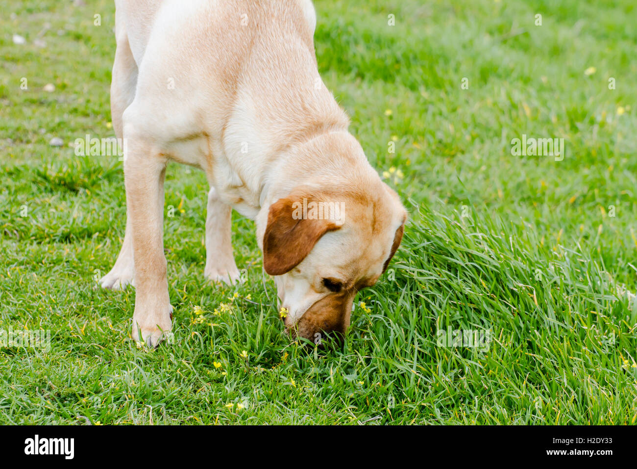 Yellow lab playing isolated hi-res stock photography and images - Alamy