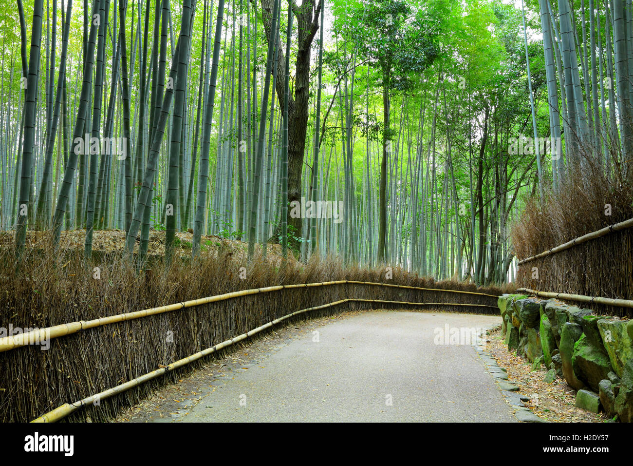 Bamboo forest in Kyoto at Japan Stock Photo - Alamy