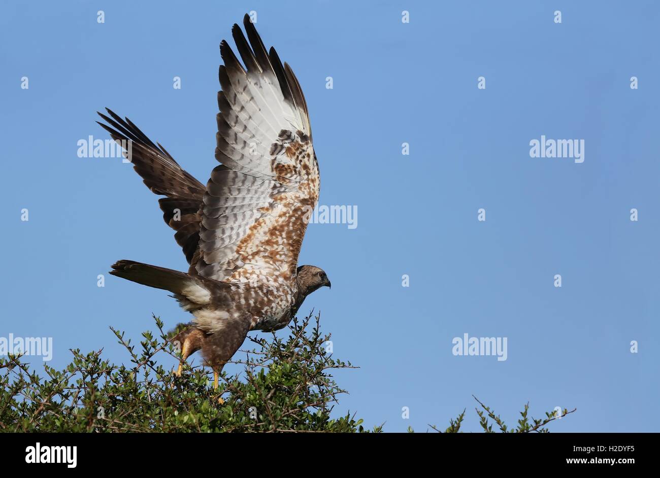 Steppe Buzzard Bird of Prey Stock Photo - Alamy