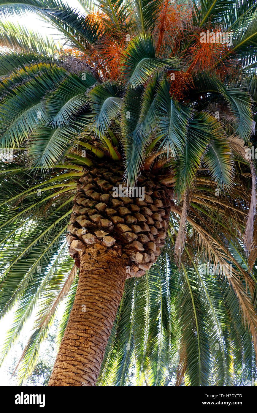 Coco india hi-res stock photography and images - Alamy