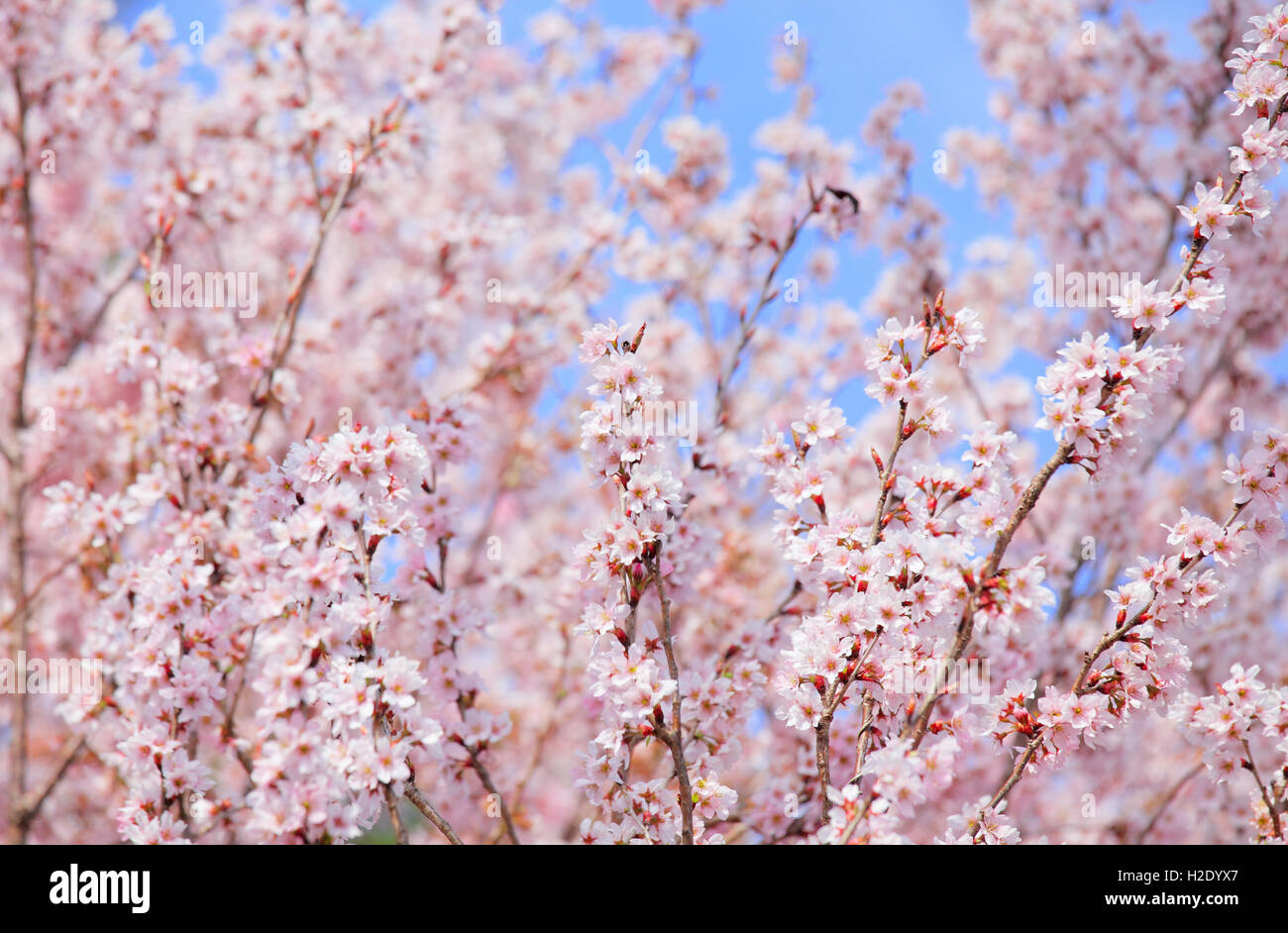 Sakura tree with blue sky Stock Photo - Alamy