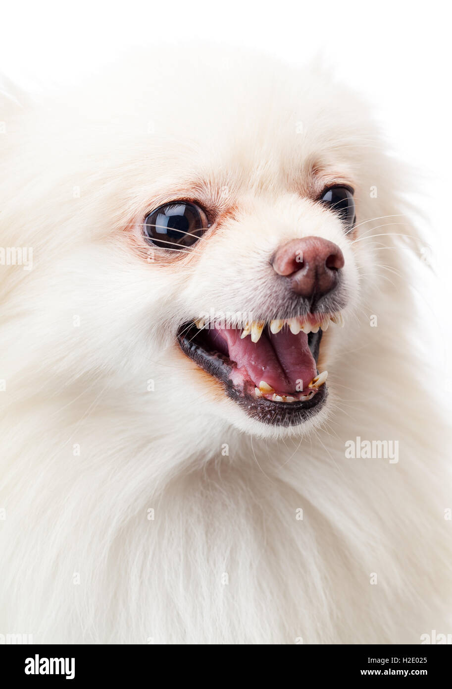 White pomeranian angry barking Stock Photo - Alamy