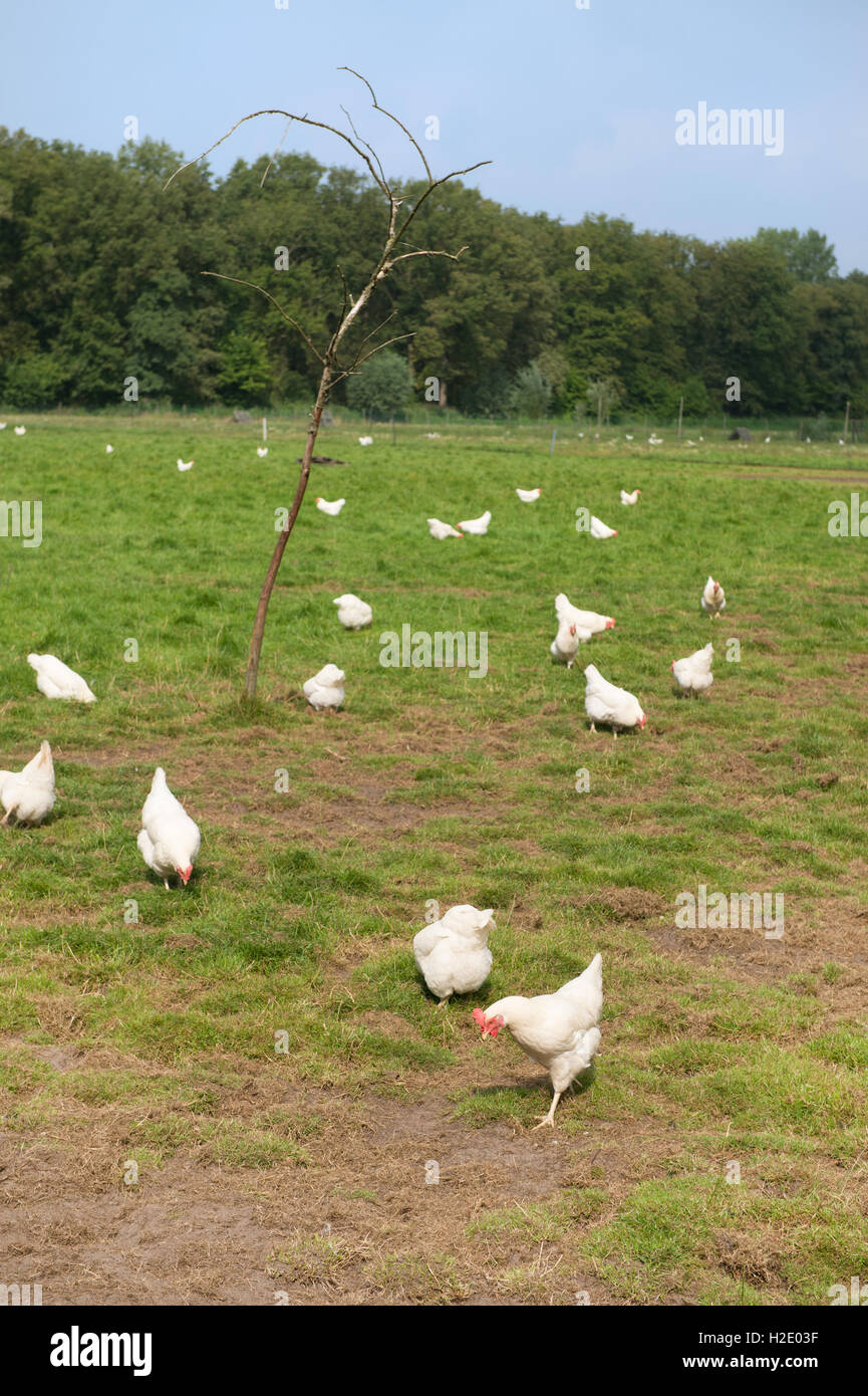 White free range chickens hi-res stock photography and images - Alamy