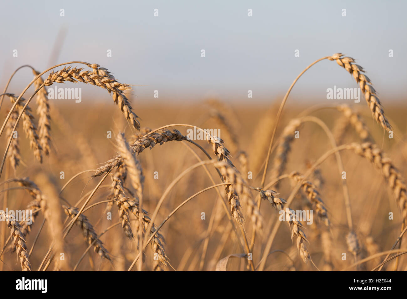 Wheat or rye agriculture field plant Stock Photo - Alamy