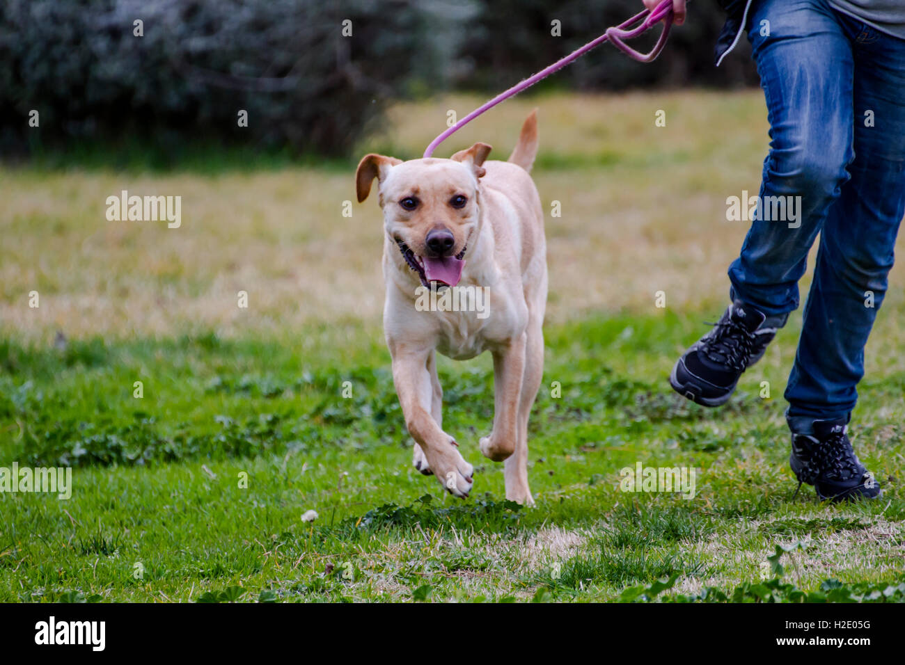 Pedigree.Pet.A Brown labrador running with a boy in a grass fiel Stock ...
