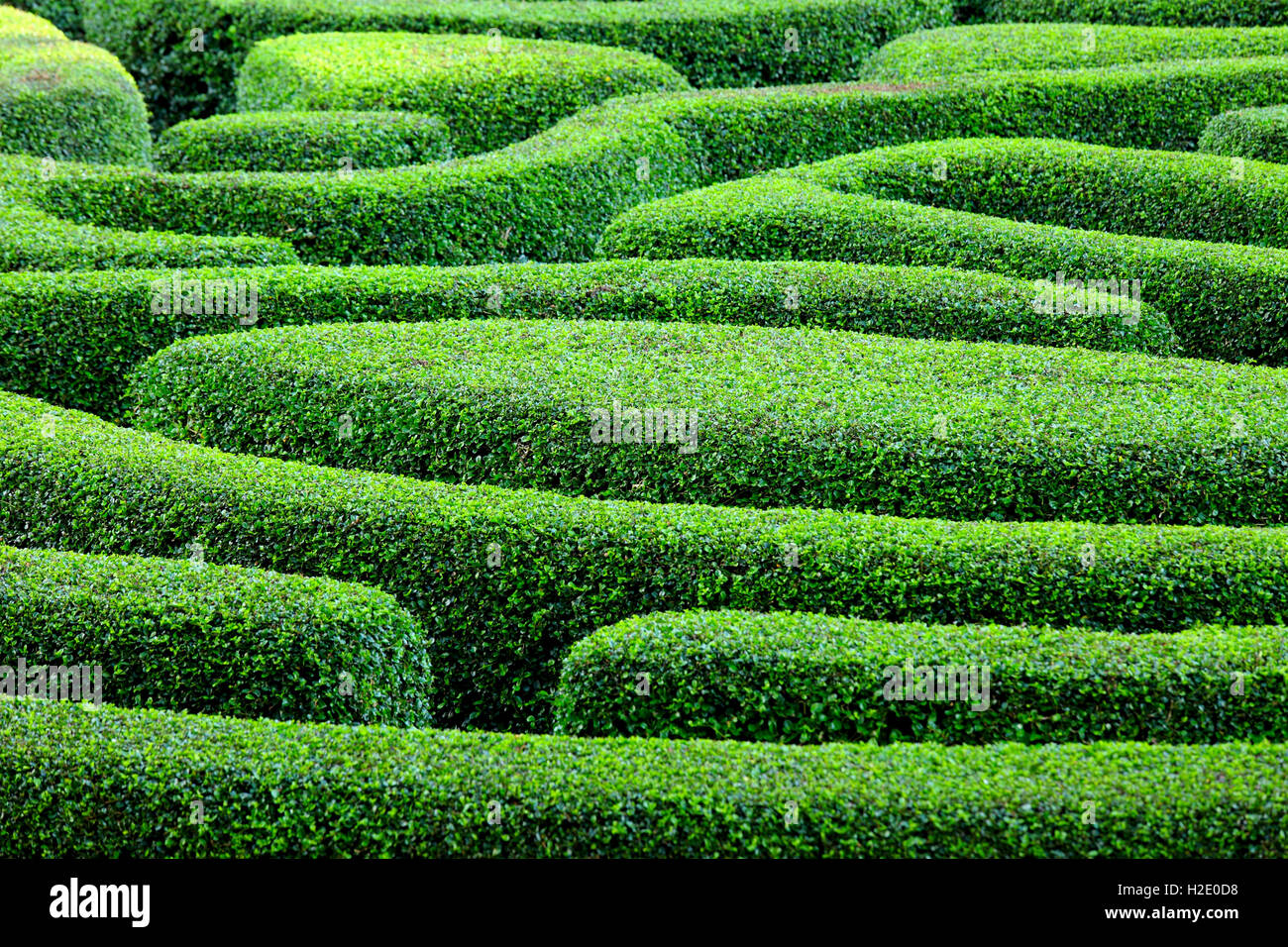 Maze hedge pattern labyrinth hi-res stock photography and images - Alamy