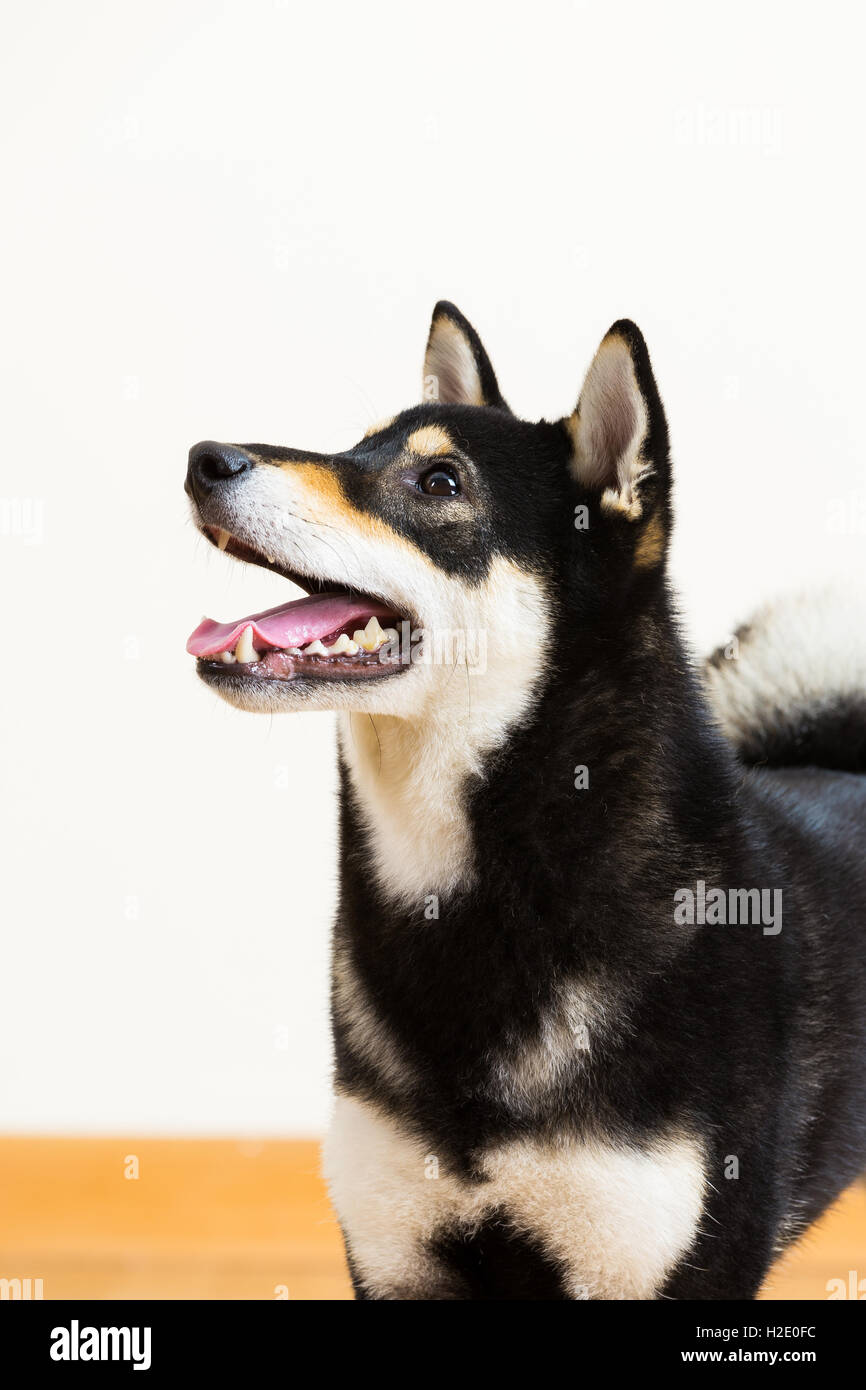 Black and tan shiba inu hi-res stock photography and images - Alamy