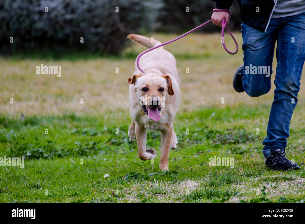 Pet.A Brown labrador running with a boy in a grass field Stock Photo ...