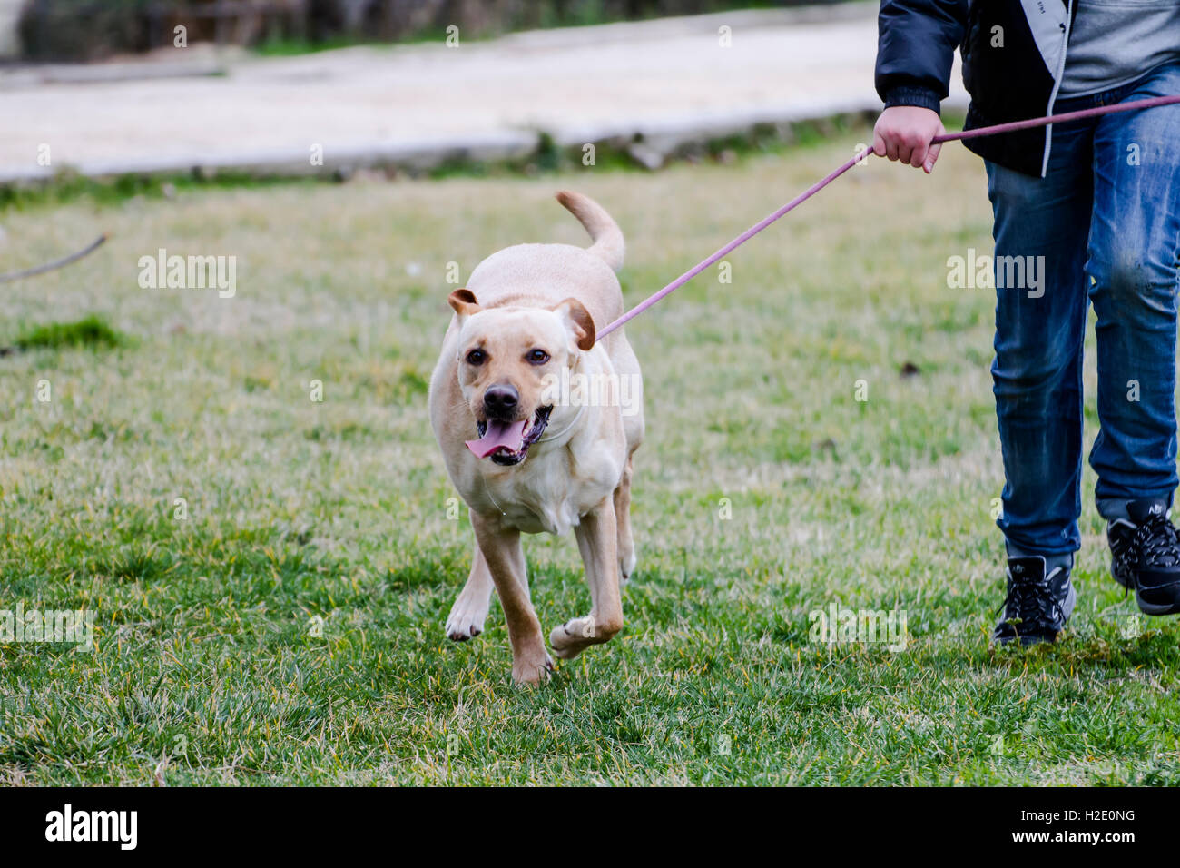 A Brown labrador running with a boy in a grass field Stock Photo - Alamy