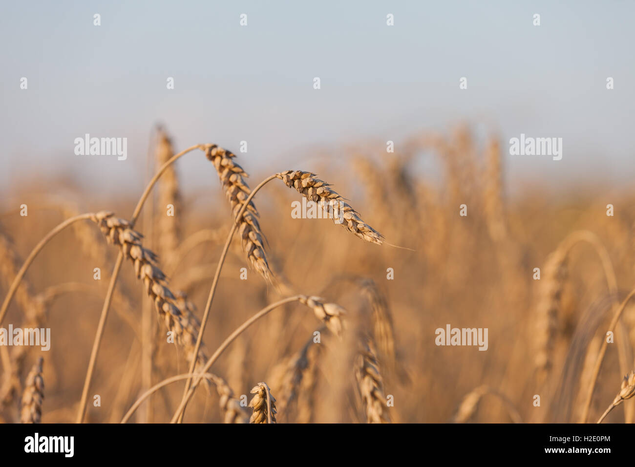 Wheat or rye agriculture field plant Stock Photo - Alamy