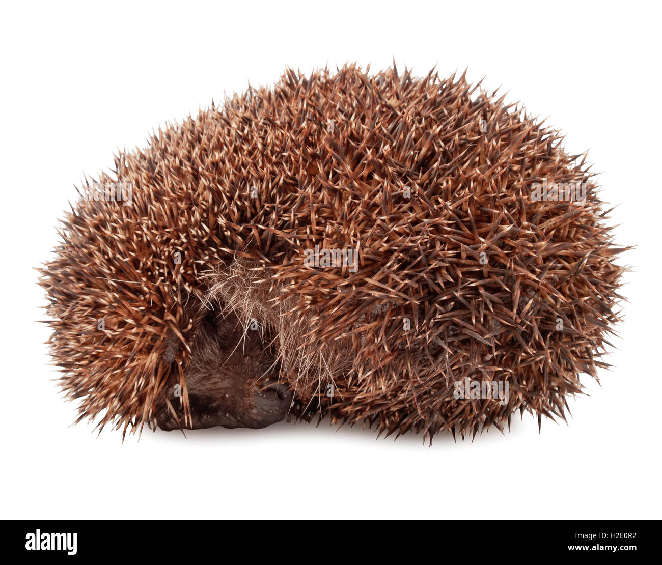 Closeup hedgehog Cut Out Stock Images & Pictures - Alamy