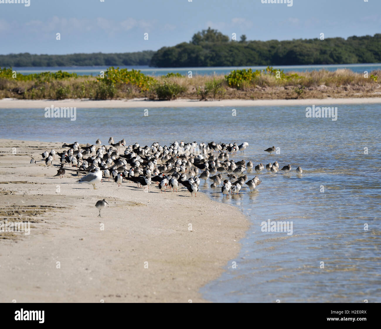 Bird Colony On The Seashore Stock Photo - Alamy