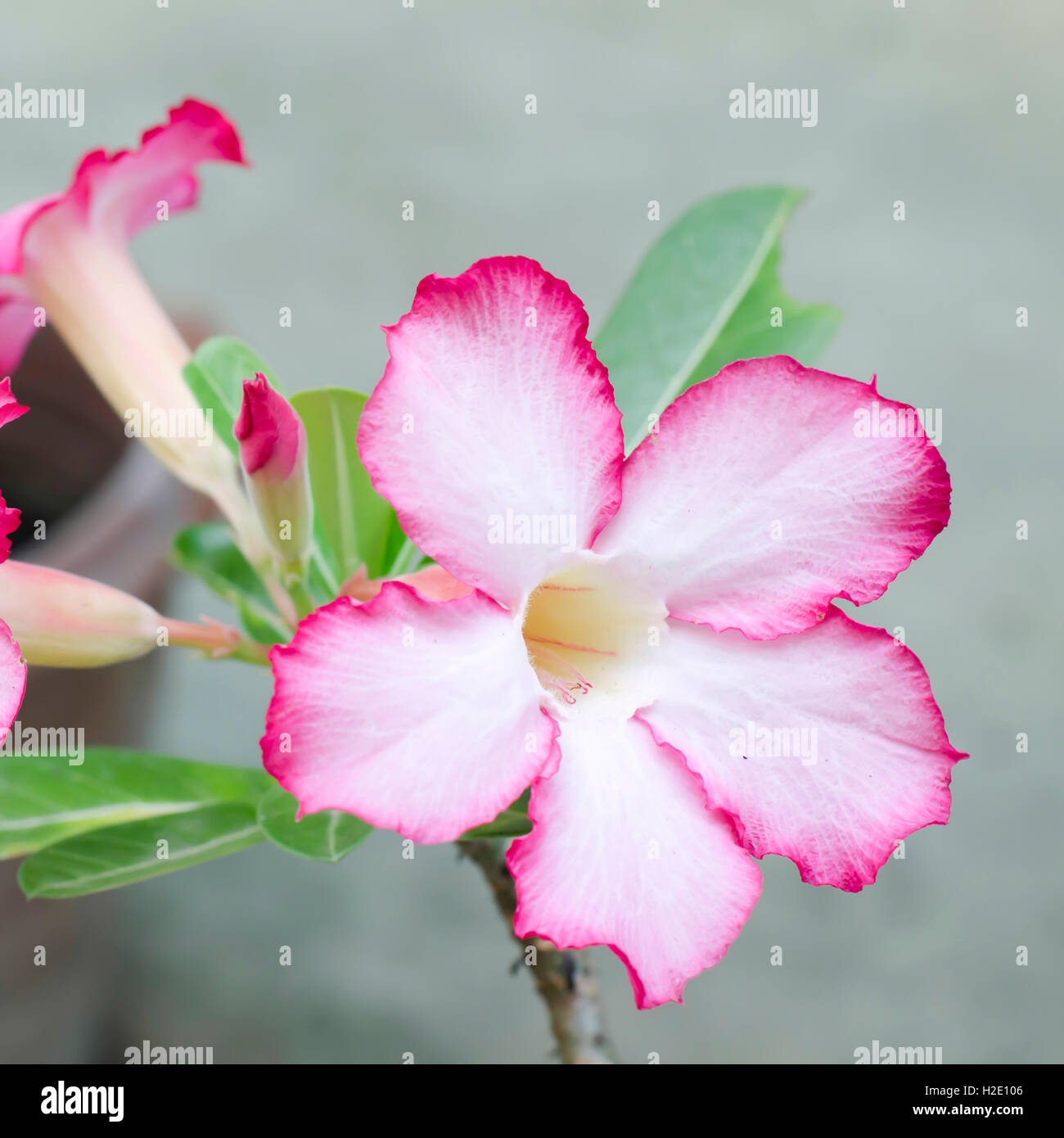 desert rose in nature Stock Photo - Alamy