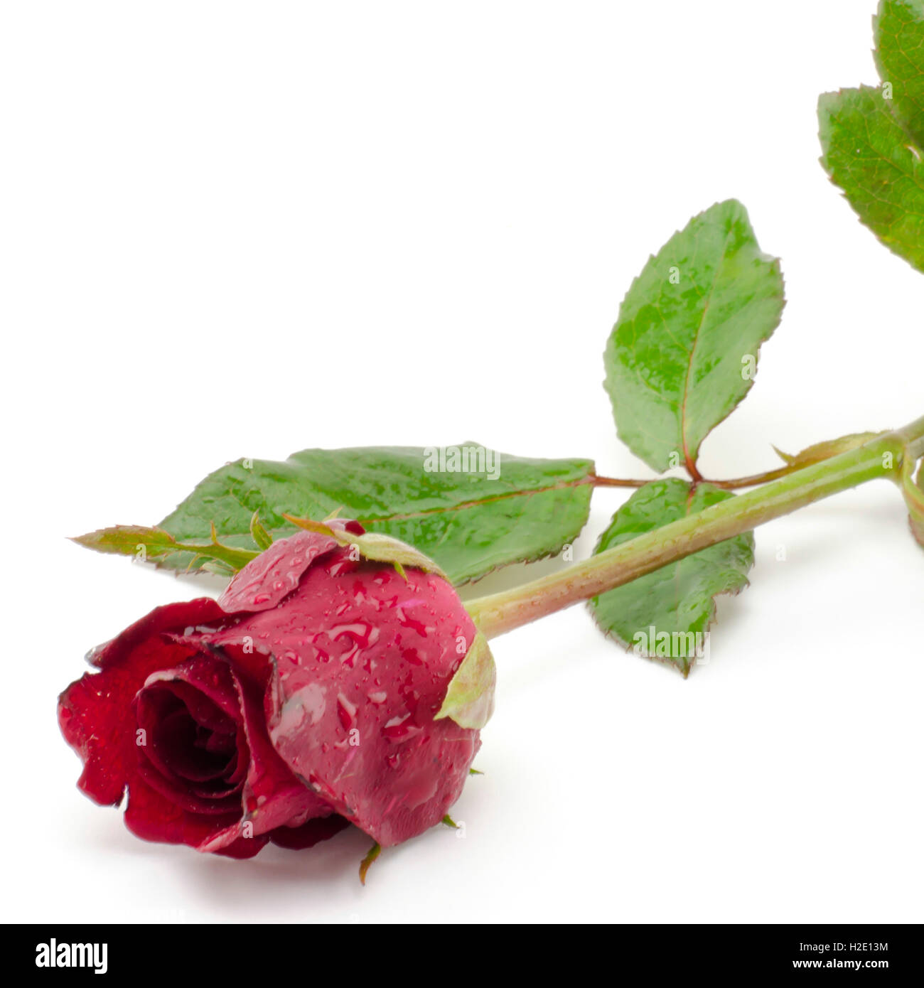 rose flower isolated on white Stock Photo - Alamy