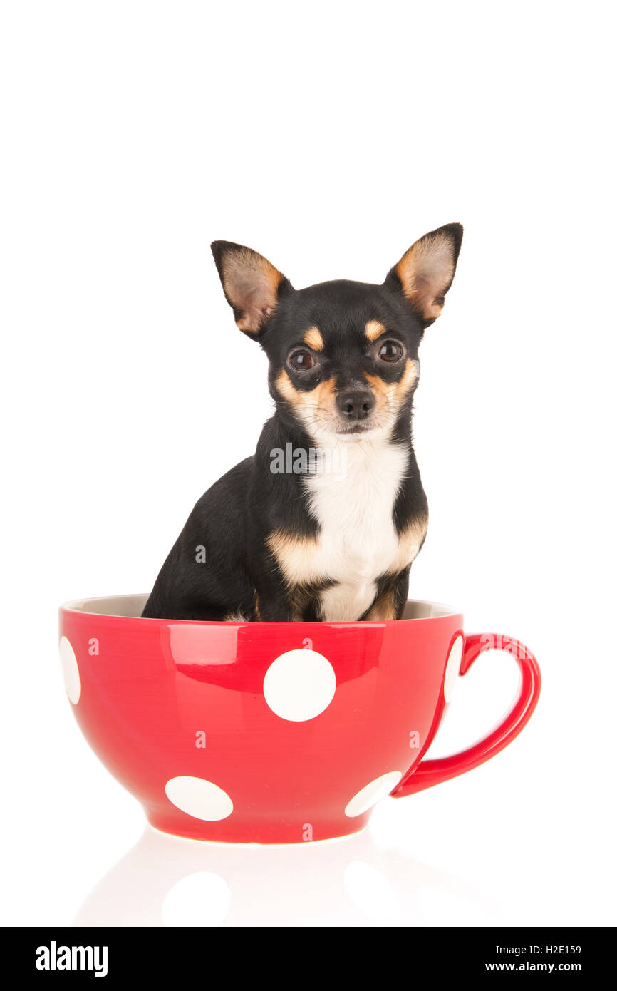 Red pet Cut Out Stock Images & Pictures - Alamy