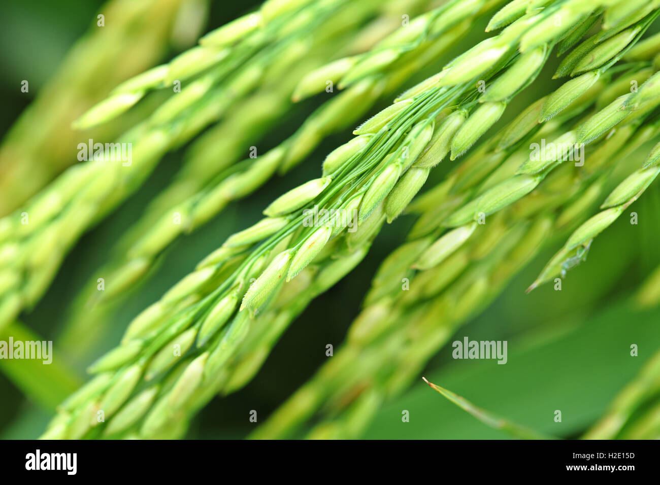 Paddy rice plant close up Stock Photo - Alamy