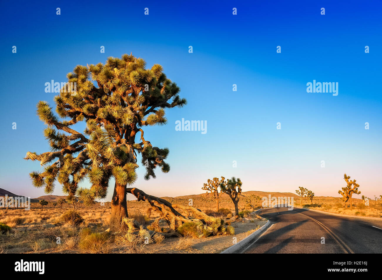 Joshua tree and desert road before sunset Stock Photo - Alamy