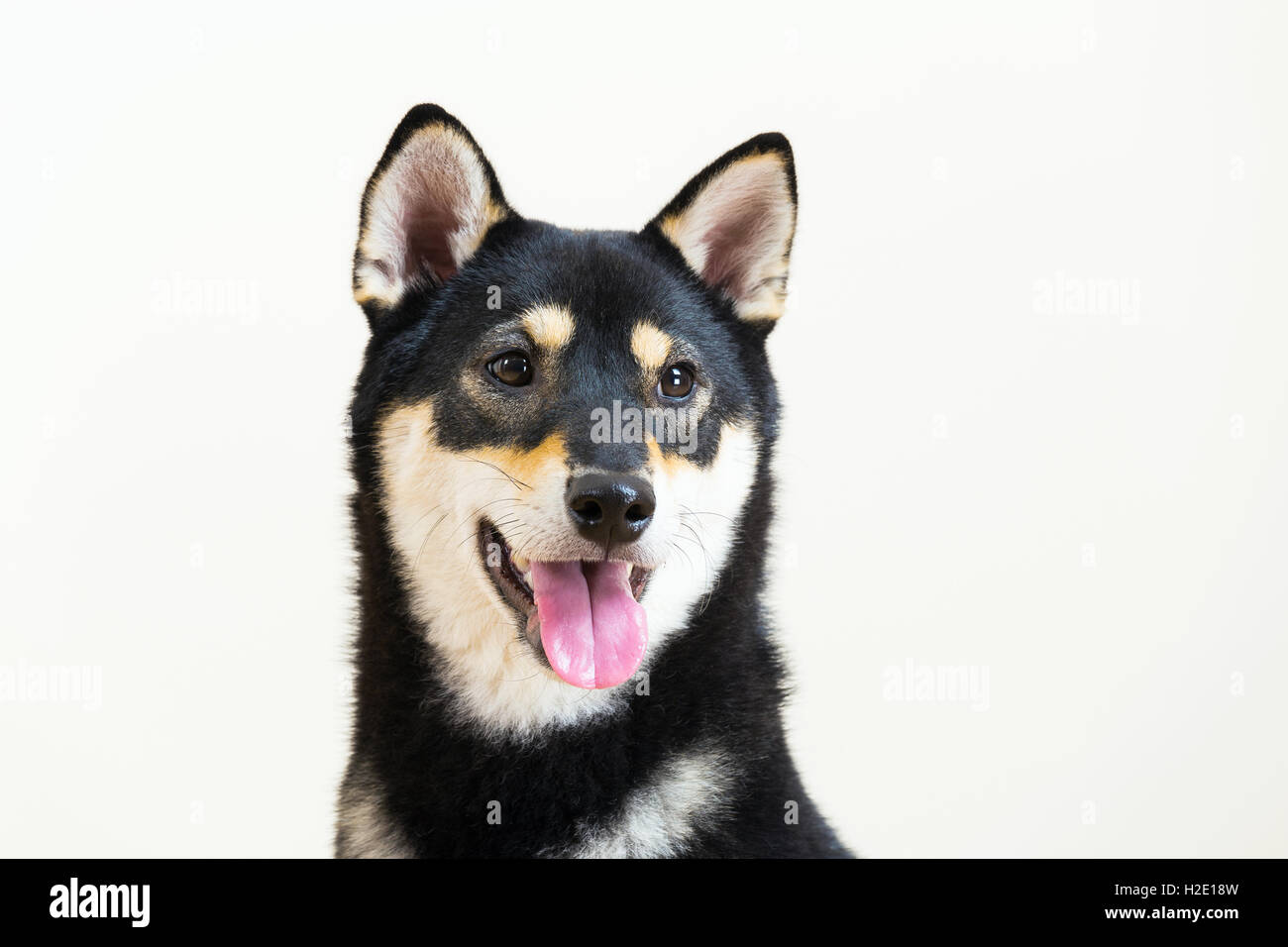 Black Shiba portrait Stock Photo - Alamy