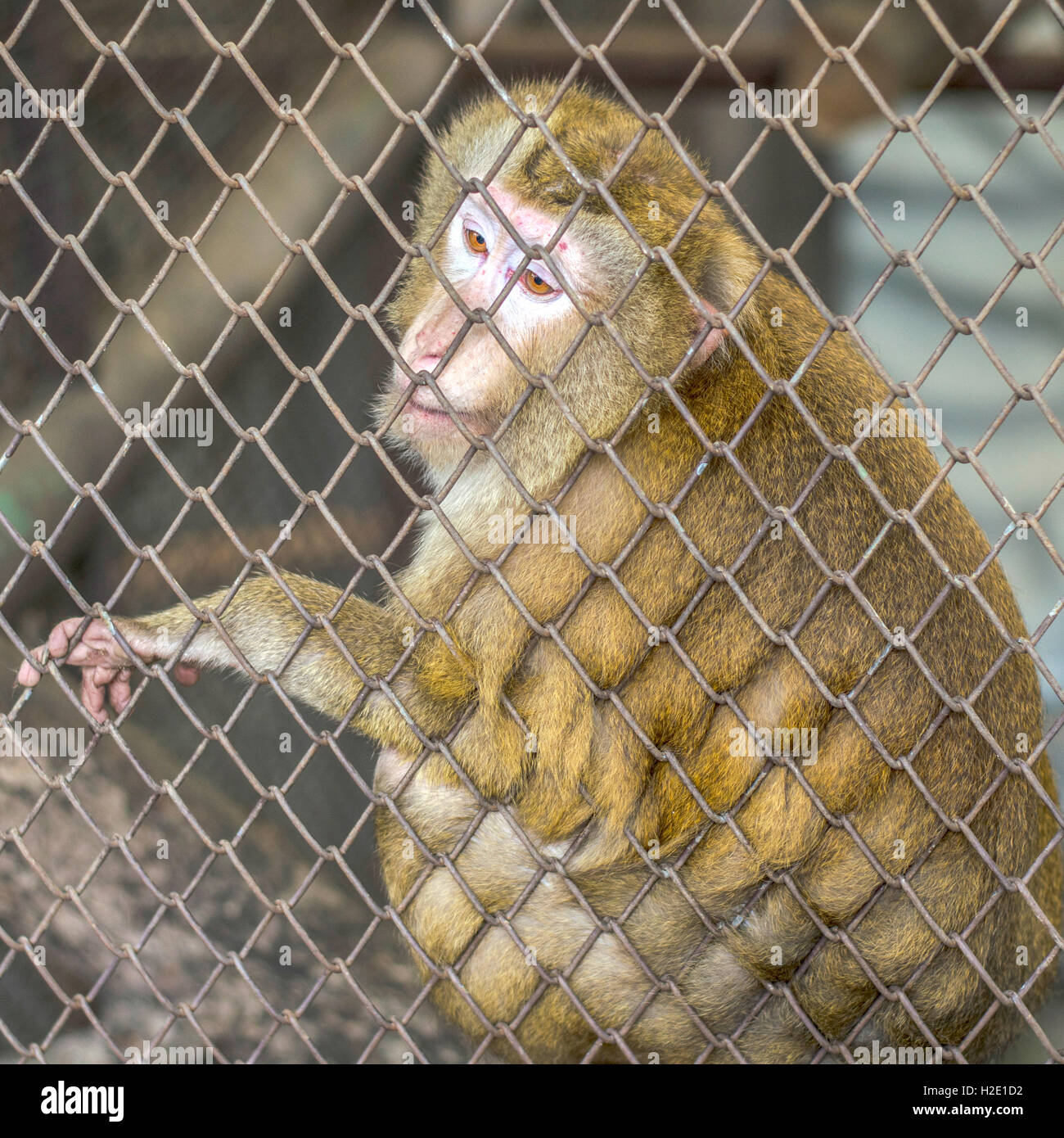 sad monkey in cage Stock Photo - Alamy