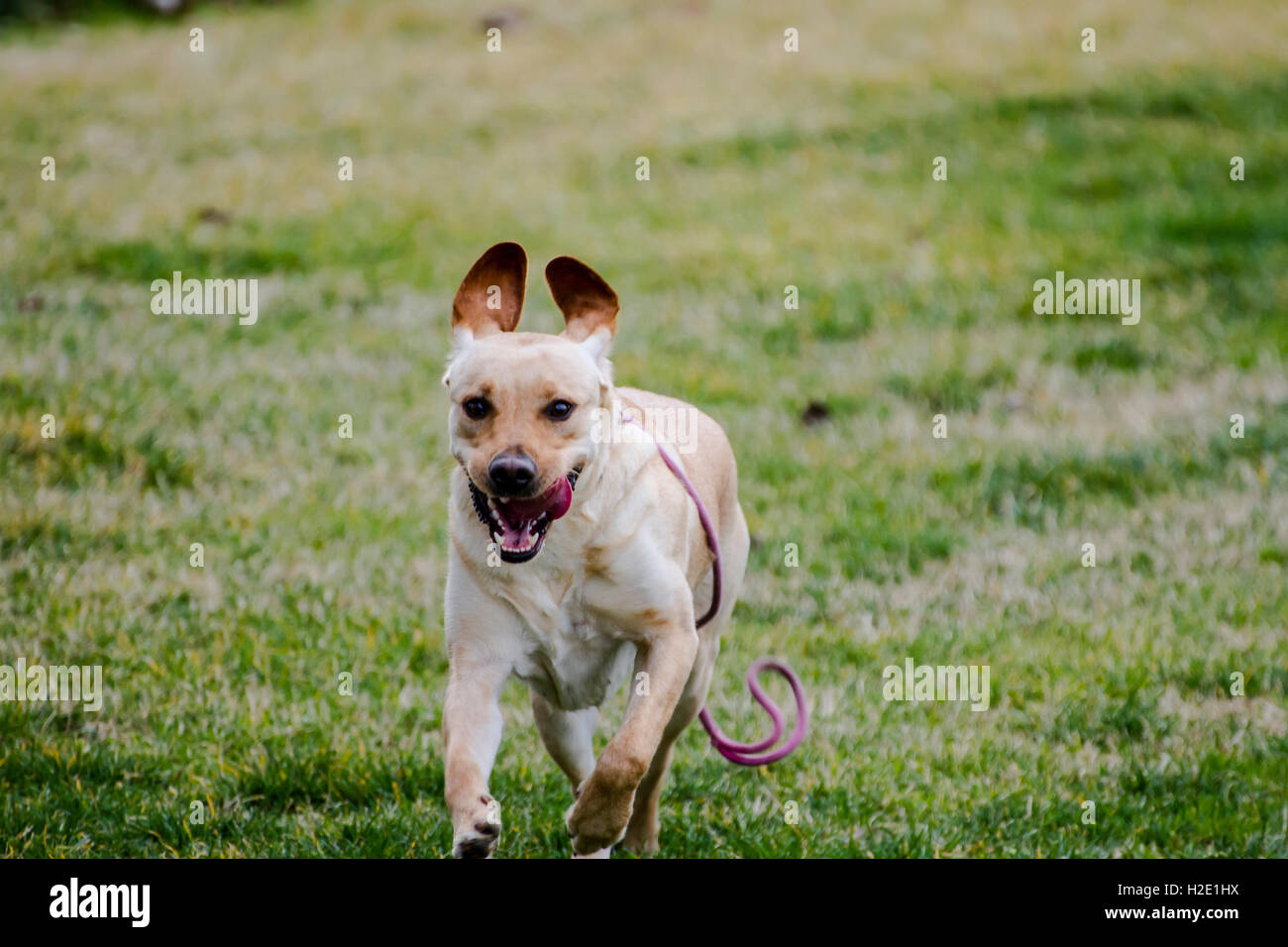 Loyal yellow labrador in the park in a grass field, autumn Stock Photo ...
