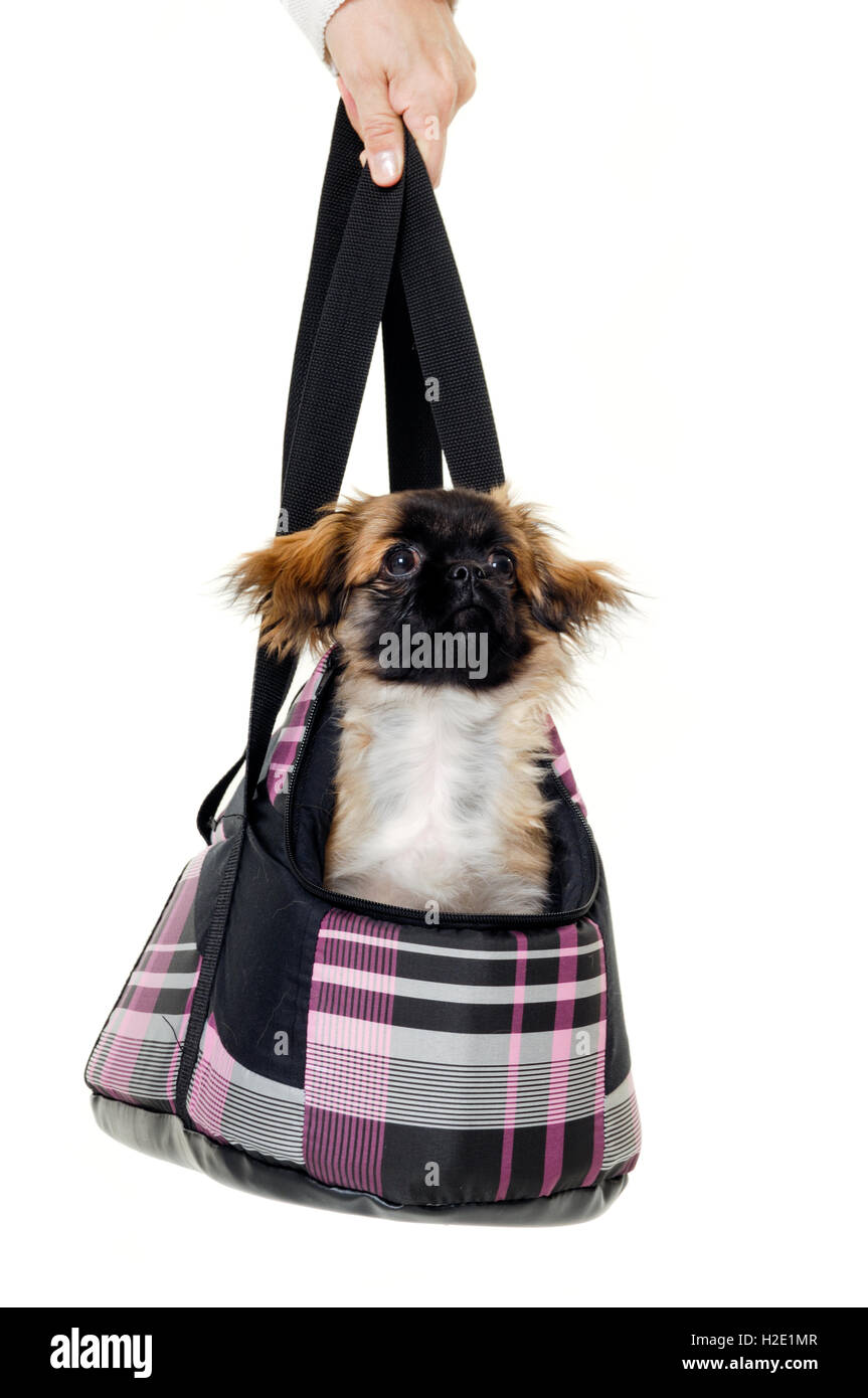 Dog In Bag High Resolution Stock Photography and Images - Alamy