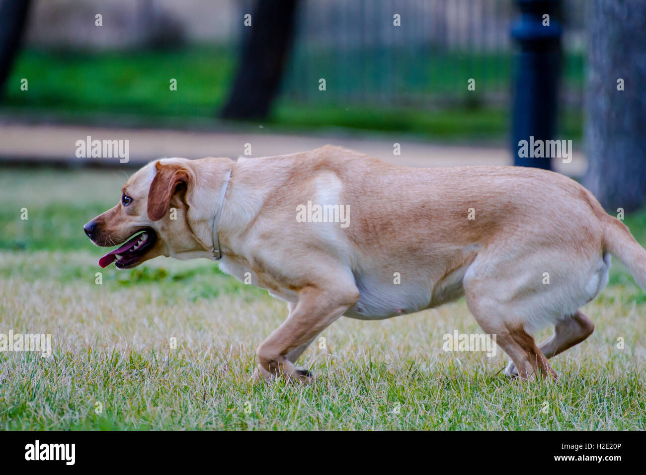 A Brown labrador in a grass field Stock Photo - Alamy