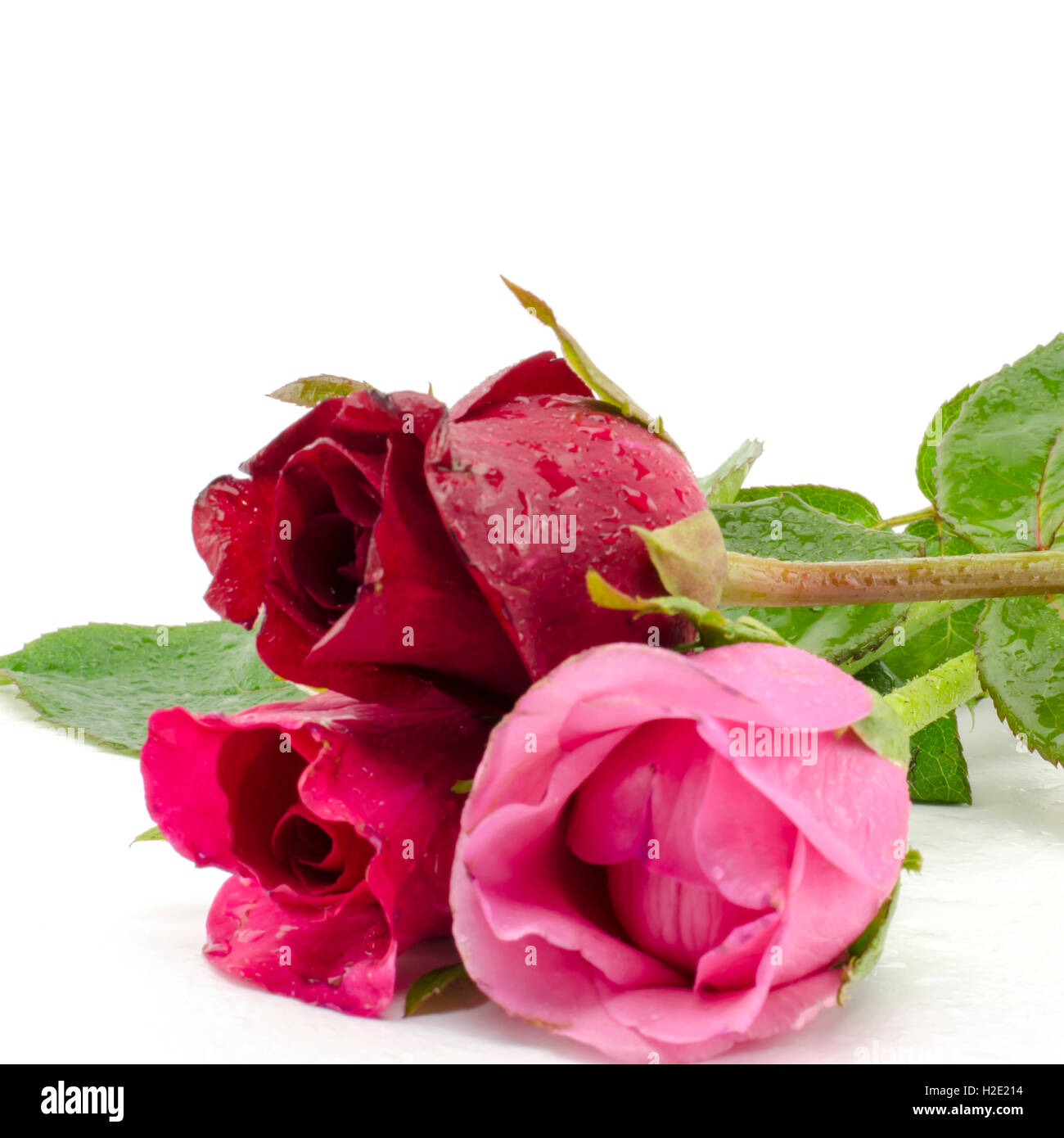 rose flower isolated on white Stock Photo - Alamy