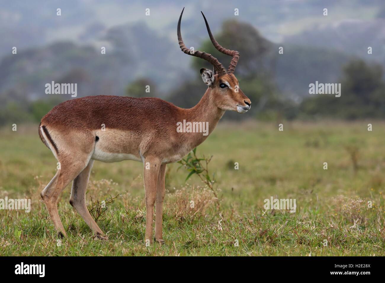 Impala Antelope Ram Stock Photo - Alamy