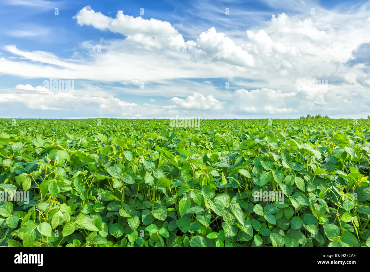 Field of soy hi-res stock photography and images - Alamy