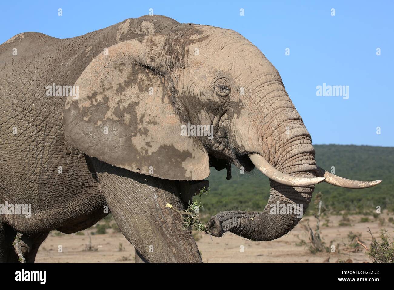 African elephant trunk holding hi-res stock photography and images - Alamy